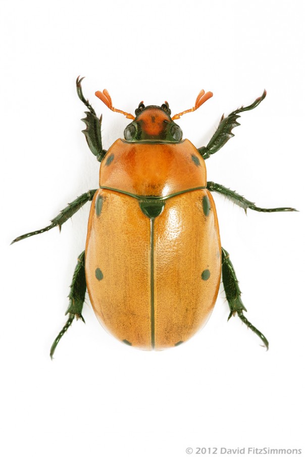 Finding and Photographing CURIOUS CRITTERS by David FitzSimmons in ...