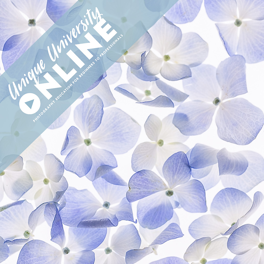 UUOnline: Light Box Flower Photography with Padma Inguva